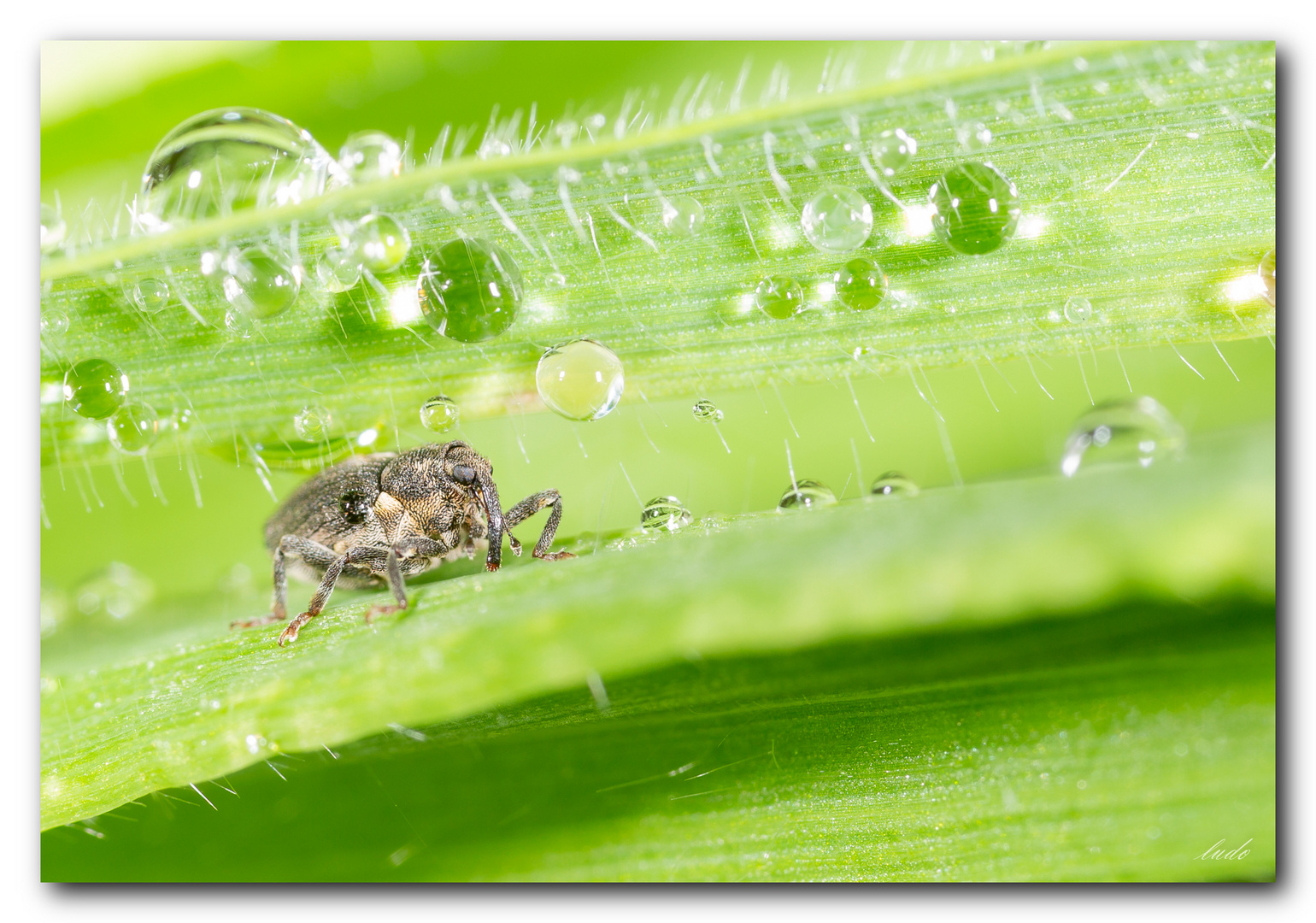 charançon photo et image | macro nature, macro insectes, insecte Images ...