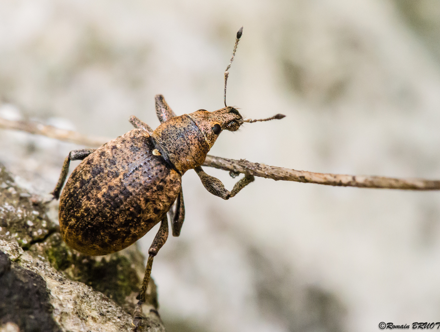 Charançon du lierre photo et image | macro nature, macro insectes ...