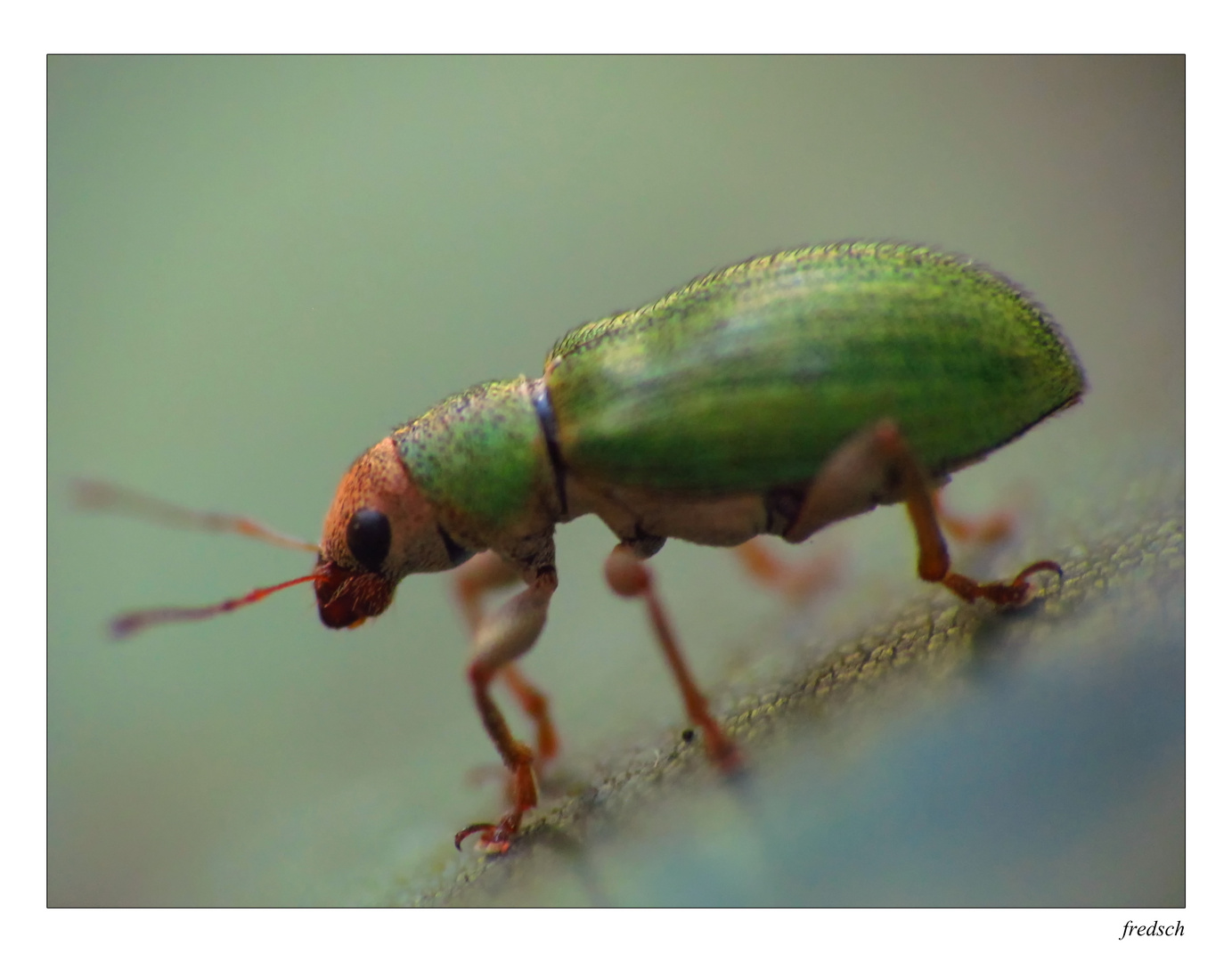 Charançons photo et image | macro nature, macro insectes, nature Images ...