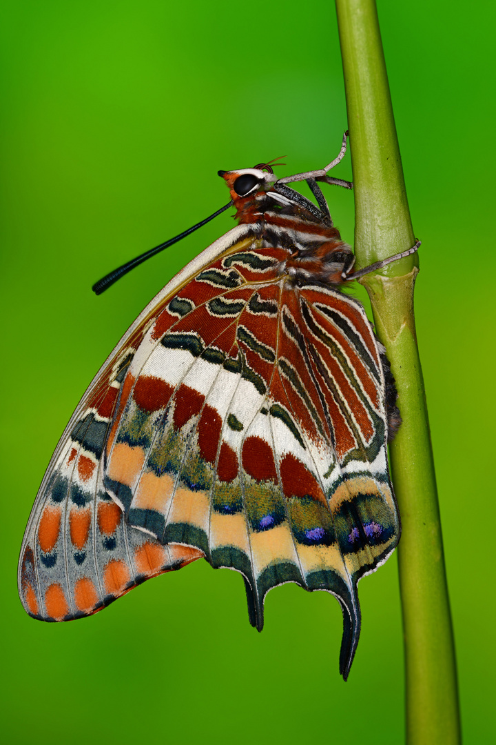 Charaxes Jasius Foto & Bild | tiere, wildlife, schmetterlinge Bilder ...