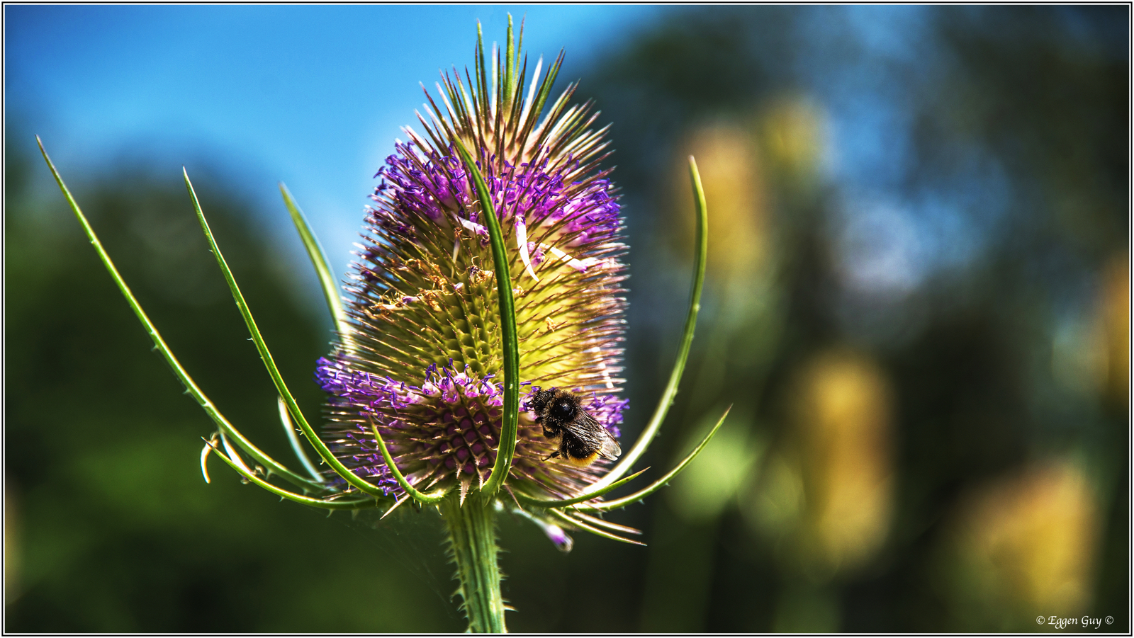 Chardon-5 photo et image | fleurs, bestiaire, nature Images fotocommunity