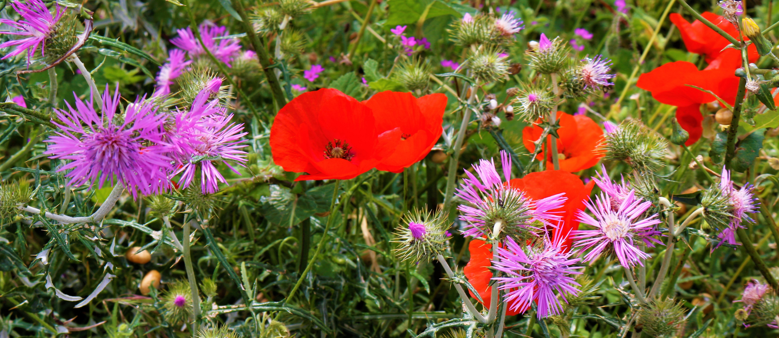 chardon photo et image | nature Images fotocommunity