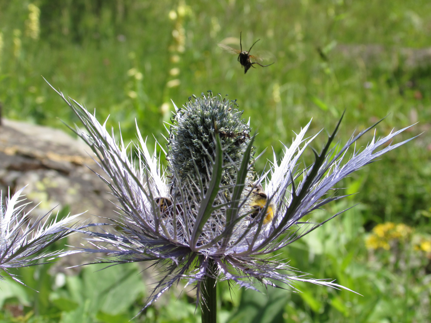..Chardon bleu.. photo et image | ..flore..., nature, macro Images ...