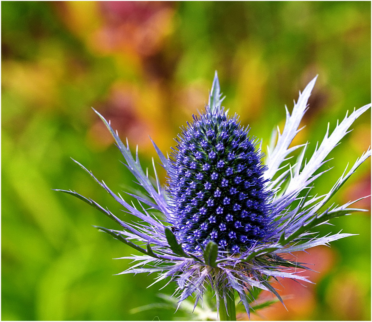 Chardon bleu des Alpes. photo et image | fleurs, hautes-alpes, nature ...