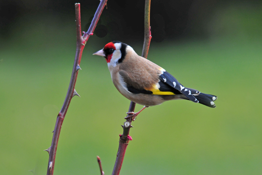 Chardonneret élégant photo et image | animaux, animaux sauvages ...