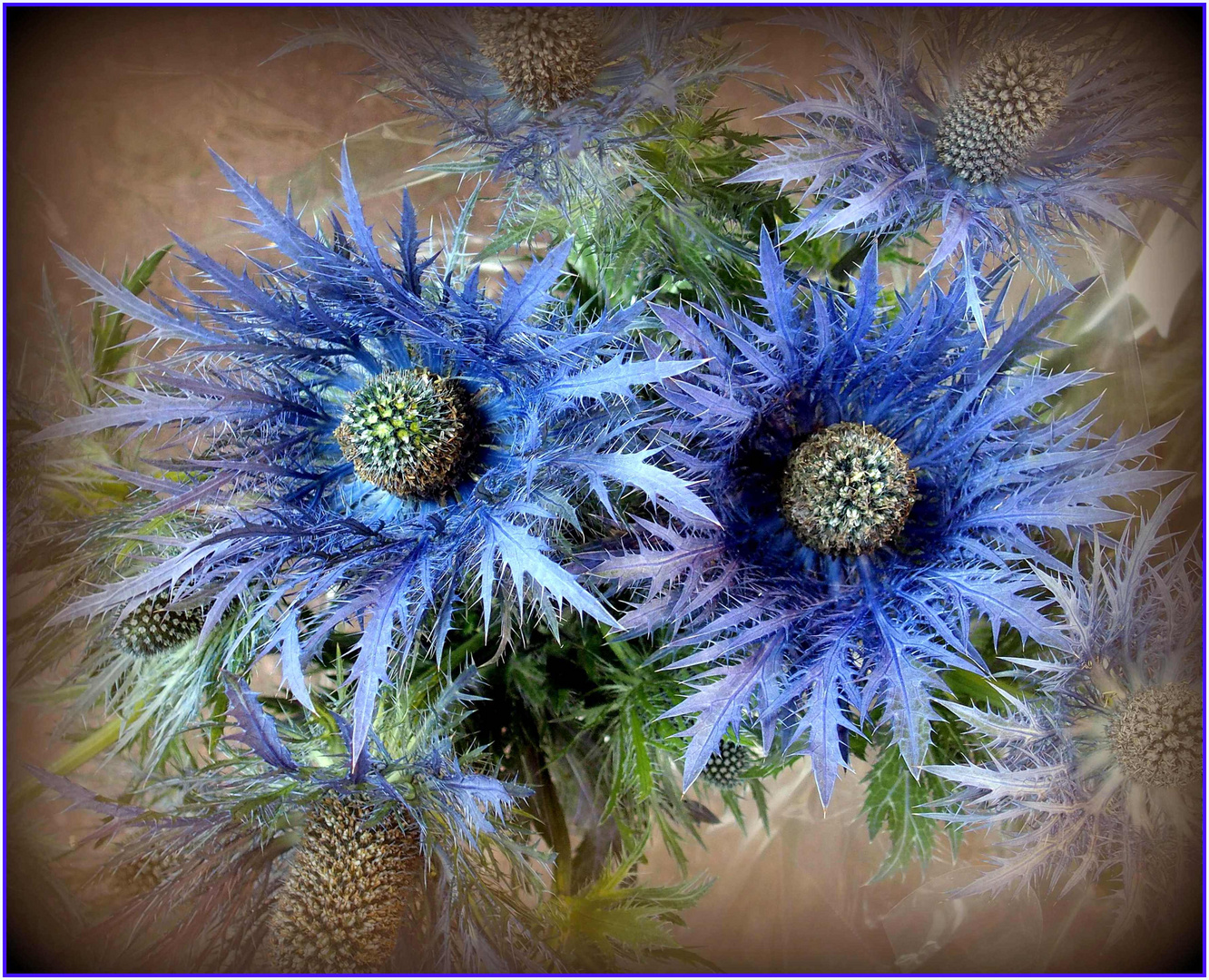 CHARDONS BLEUS photo et image | divers, nature Images fotocommunity