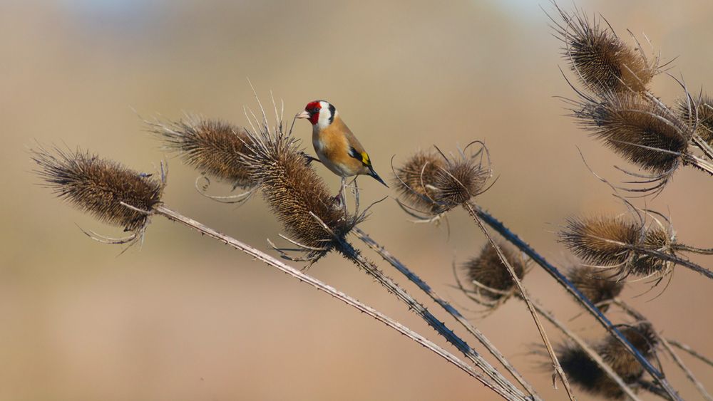 Chardons et Chardonneret photo et image | animaux, animaux sauvages ...