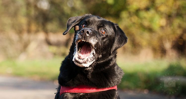 Hunde, Hundebilder, Hundefotos