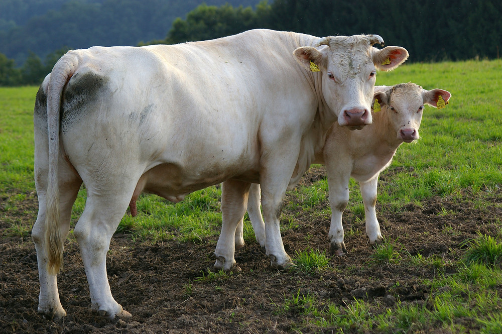 Charolais Rind Foto & Bild | tiere, haustiere, nutztiere Bilder auf ...