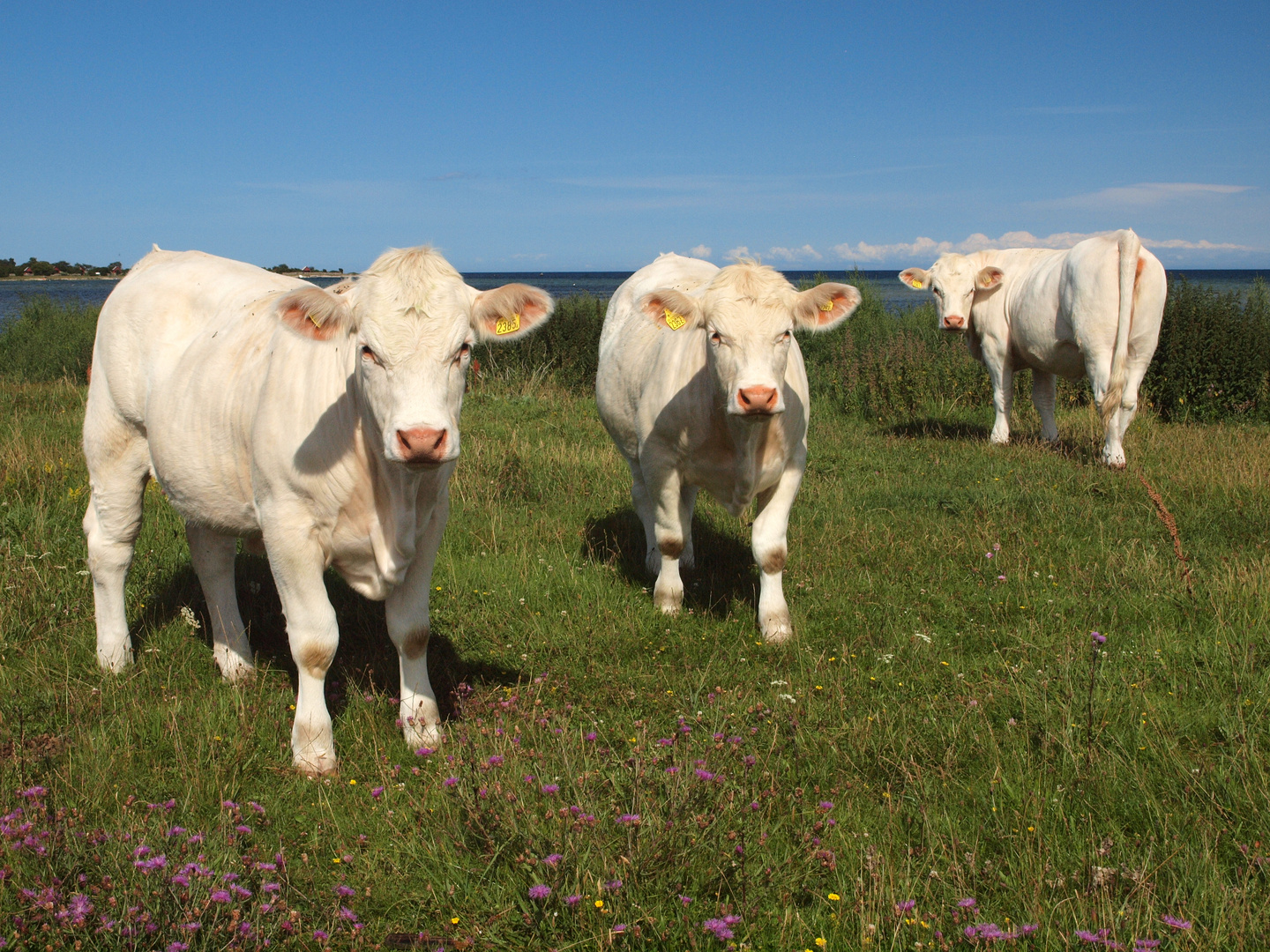 Charolais Rinder Foto & Bild | schweden, natur, kuh Bilder auf ...