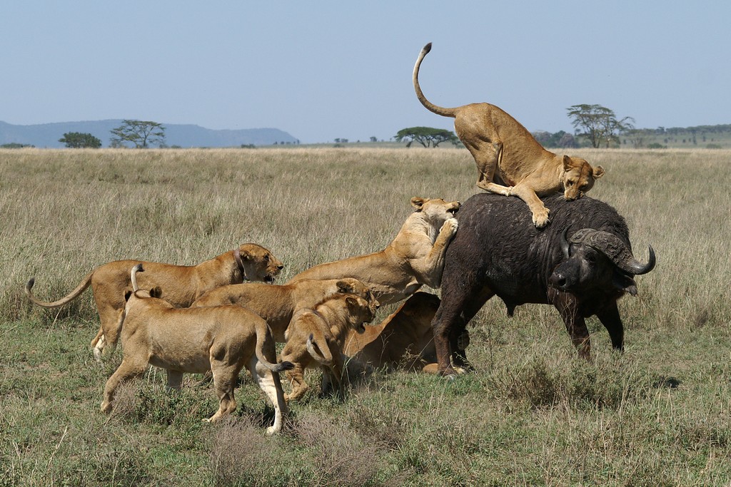 Chasse des lions 3 photo et image | animaux, animaux sauvages, bovidés ...