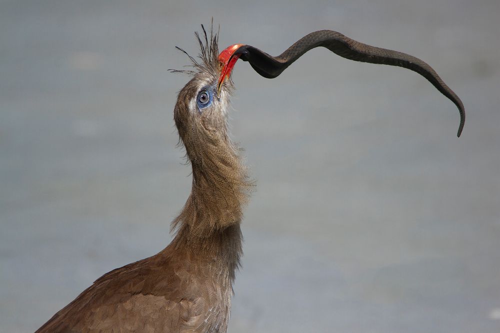 Chasseur de serpent photo et image | animaux, animaux sauvages, oiseaux ...