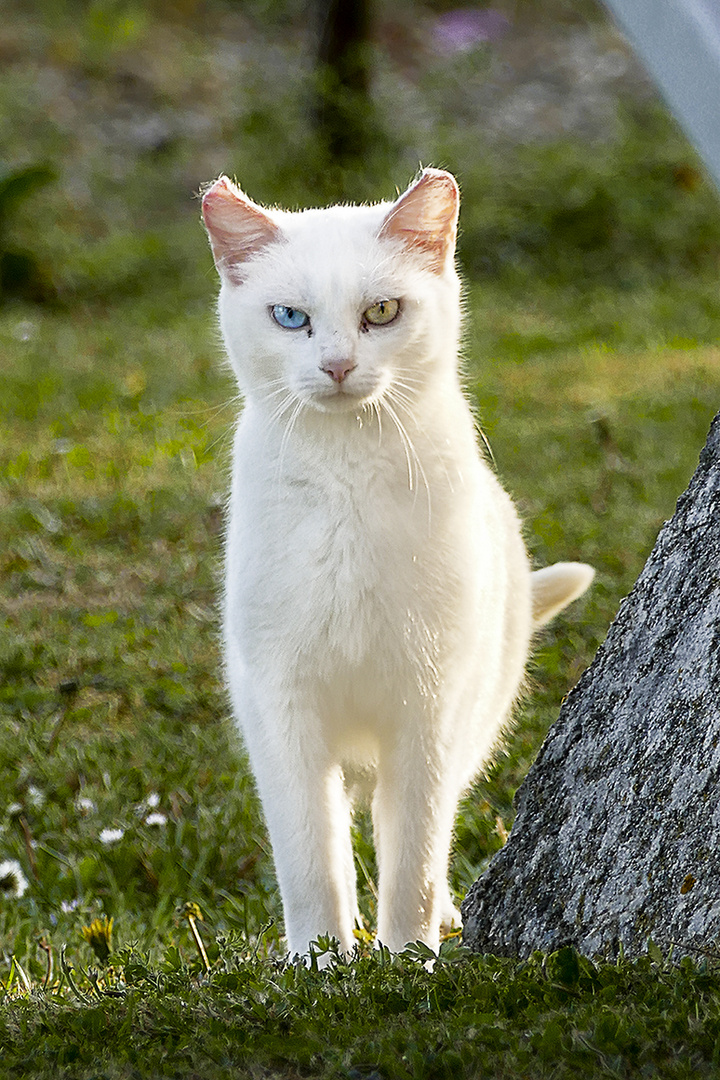Chat aux yeux vairon web photo et image | animaux, nature Images ...