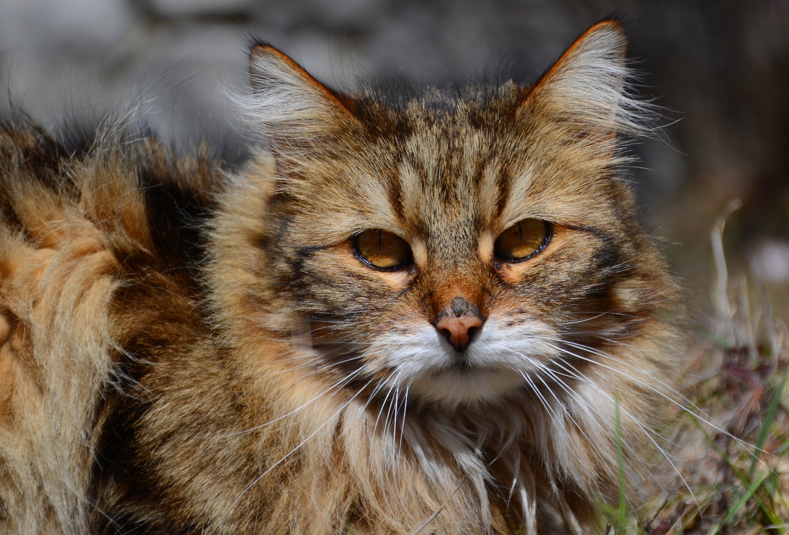 * chat cool * photo et image | nature, animaux, chat Images fotocommunity