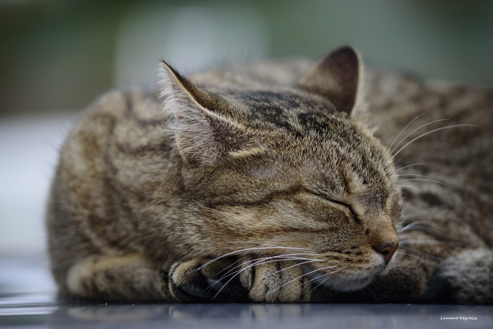 Chat Dormant photo et image | animaux, animaux domestiques, chats ...