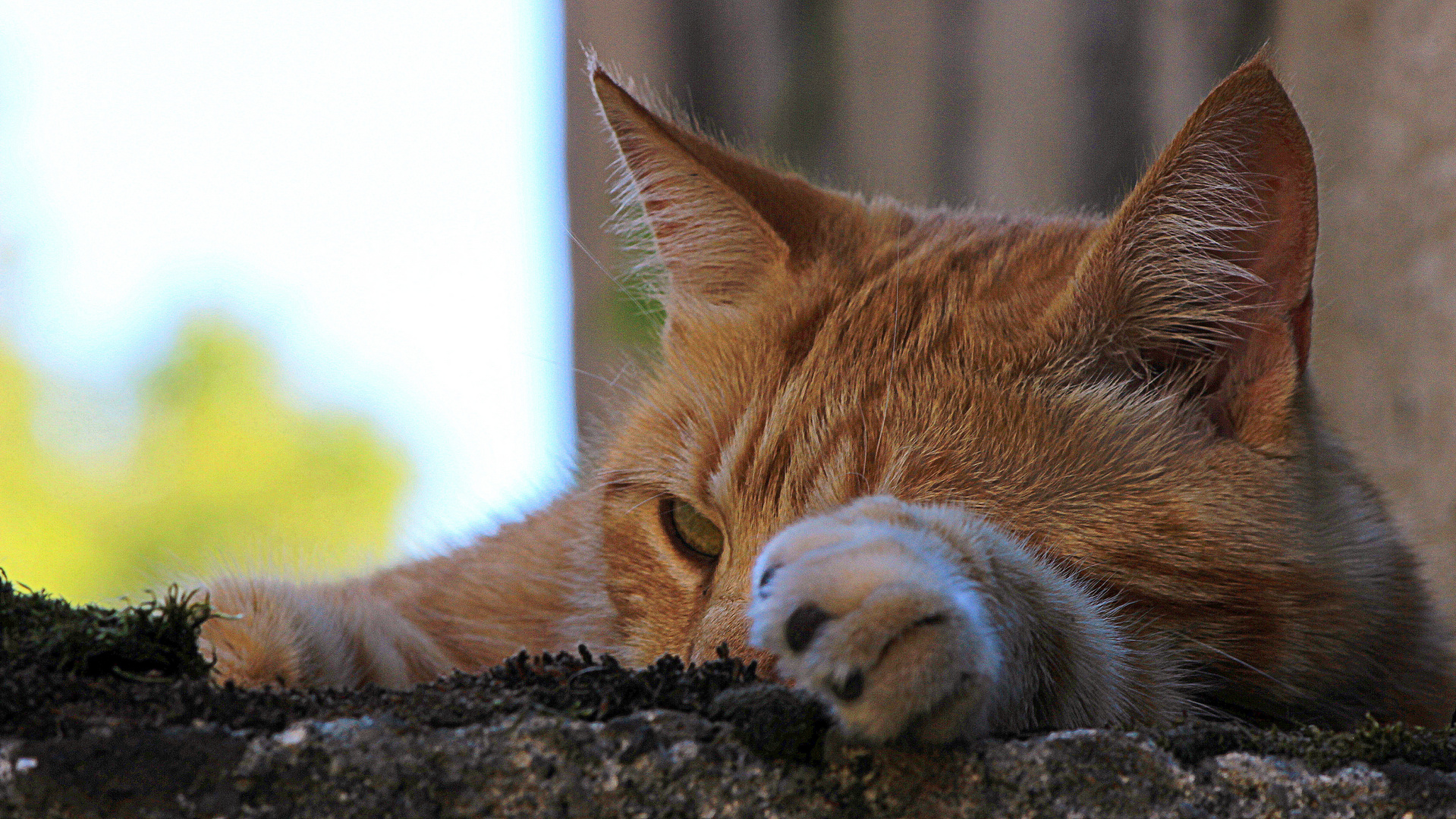 Chat-Dors..... photo et image | chats, animaux domestiques, scénes de ...
