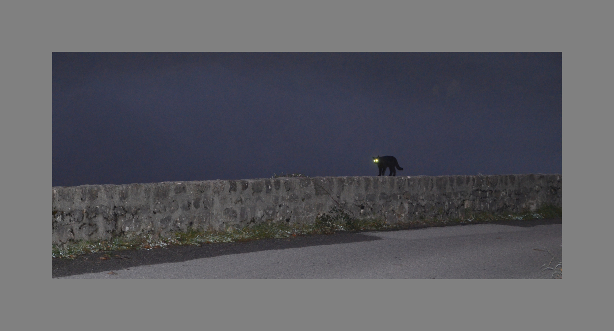 * chat extra - terrestre * photo et image | nature, animaux, montagne ...