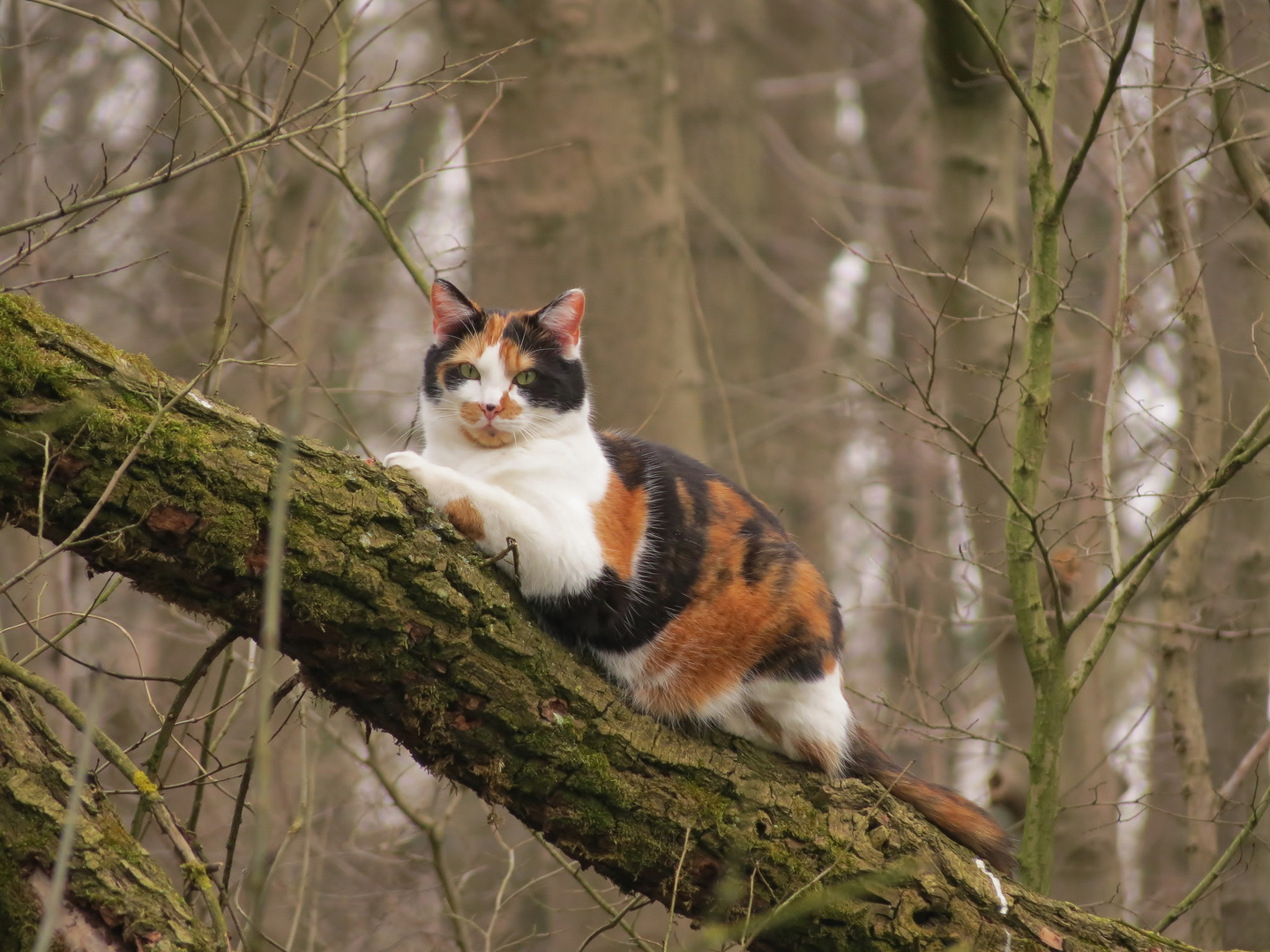 chat isabelle photo et image | animaux, animaux domestiques, chats ...