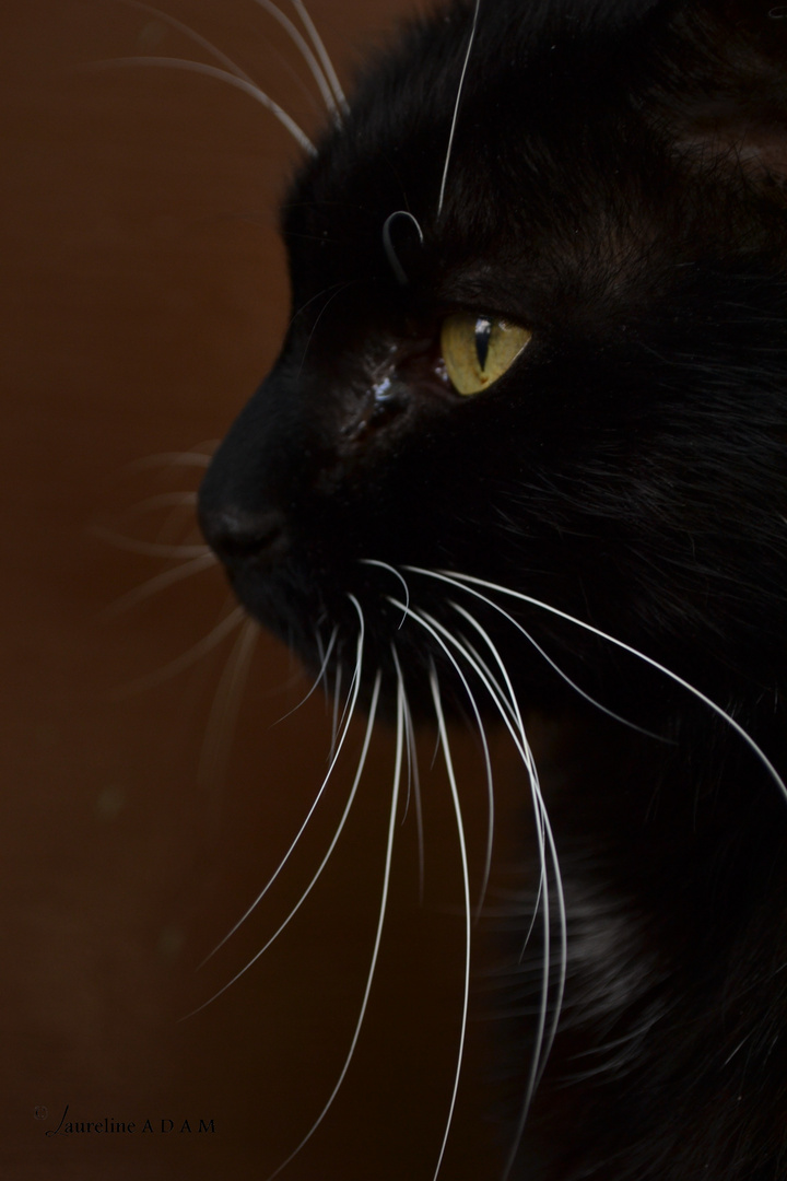 Chat noir dans la rue photo et image | animaux, animaux domestiques ...