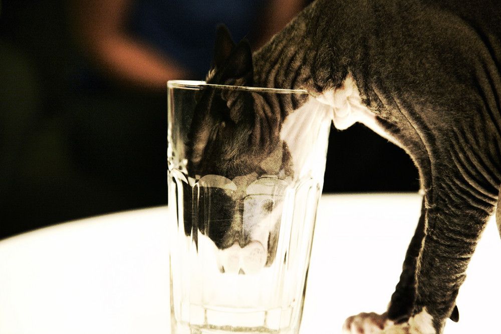 Chat qui boit photo et image | animaux, nature Images fotocommunity