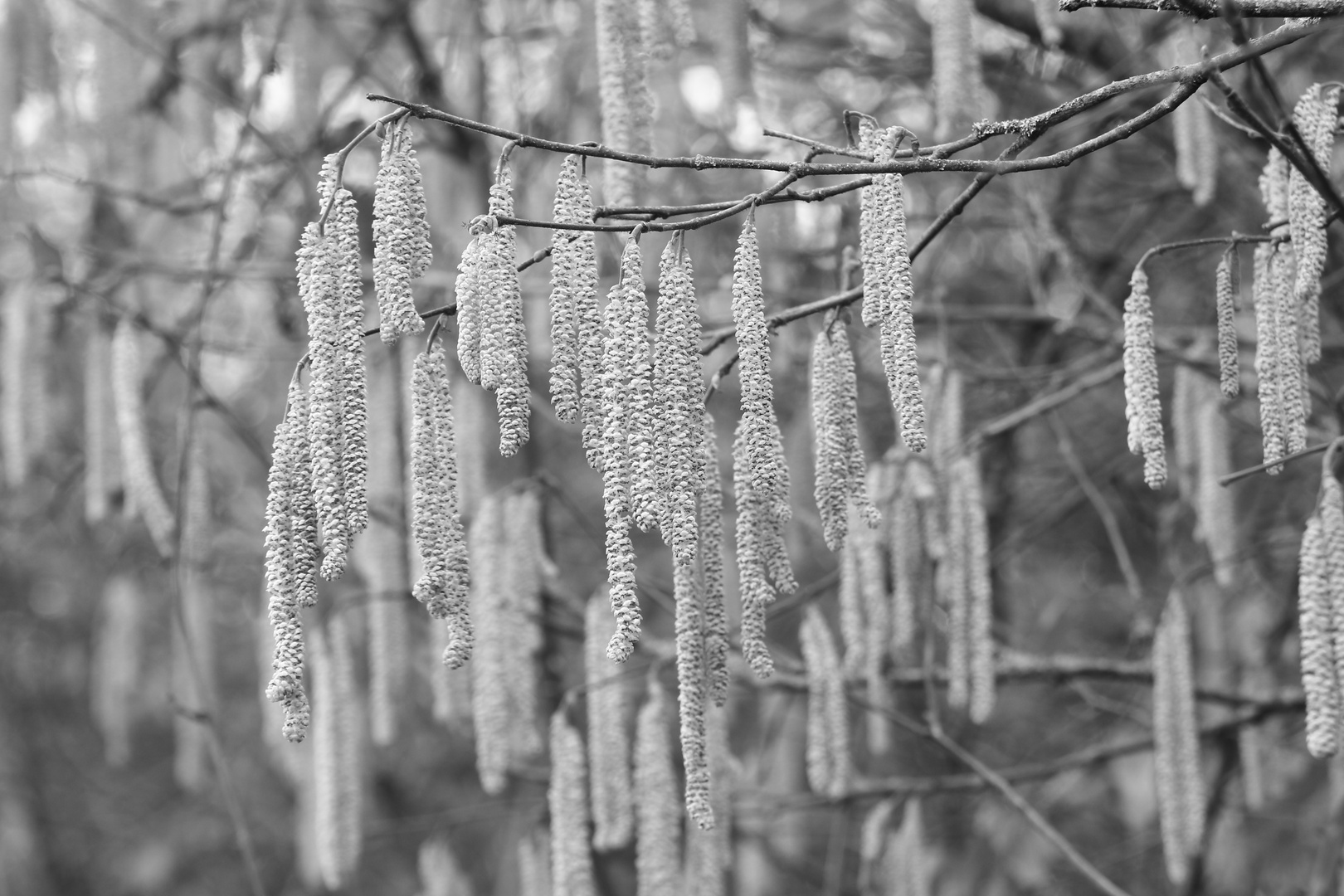 Chatons de noisetier photo et image | divers, la nature simplement ...