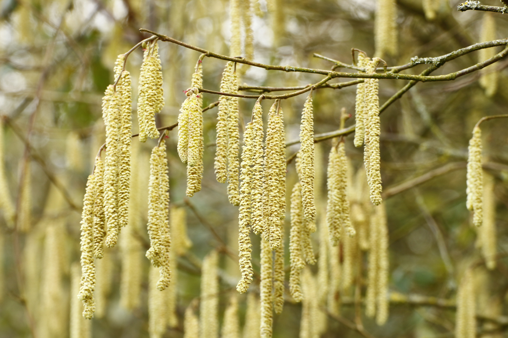 Chatons de noisetier photo et image | divers, la nature simplement ...