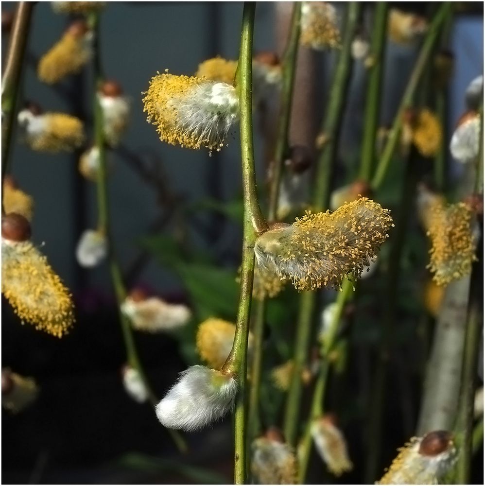 Chatons de saule Marsault pleureur photo et image | divers, la nature ...