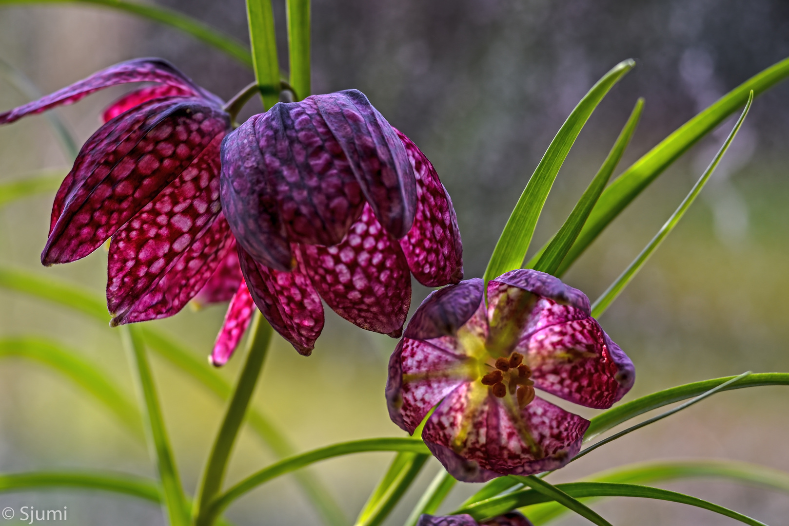Checkerboard flowers Foto & Bild | stillleben, pflanzen, pilze ...