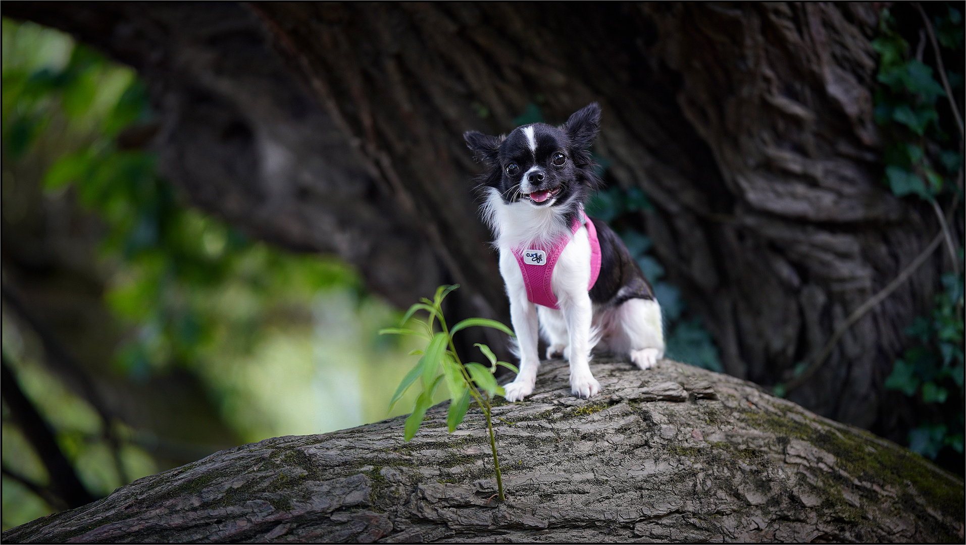 ~ cheeeeese ~ Foto & Bild | outdoor, hunde, natur Bilder auf fotocommunity