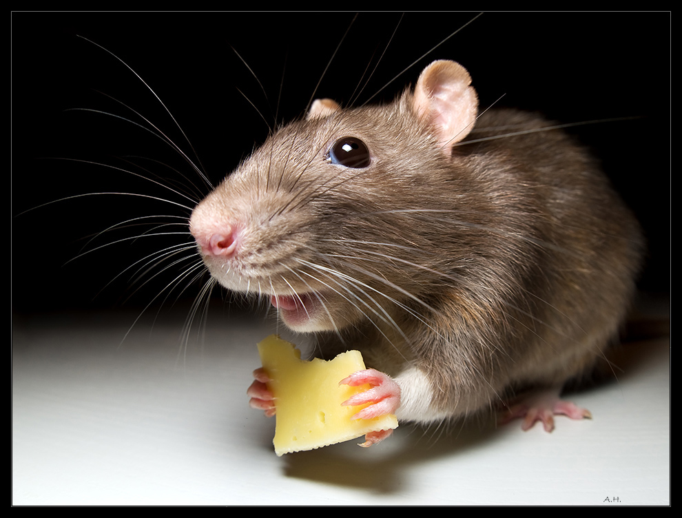 *cheeese* Foto & Bild | tiere, haustiere, nagetiere & kaninchen Bilder ...