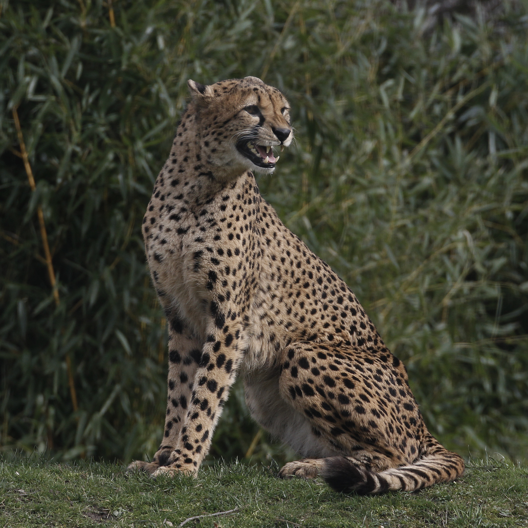 Cheeta Foto & Bild | tiere, zoo, wildpark & falknerei, säugetiere ...