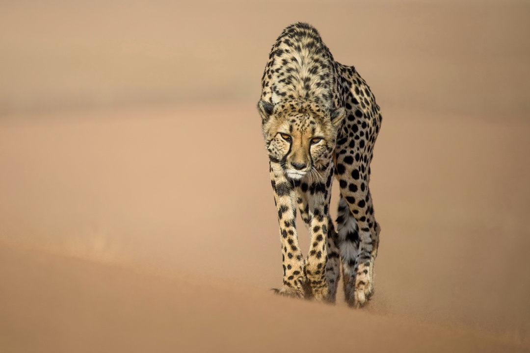 Cheetah 4 Foto & Bild | africa, southern africa, namibia Bilder auf ...