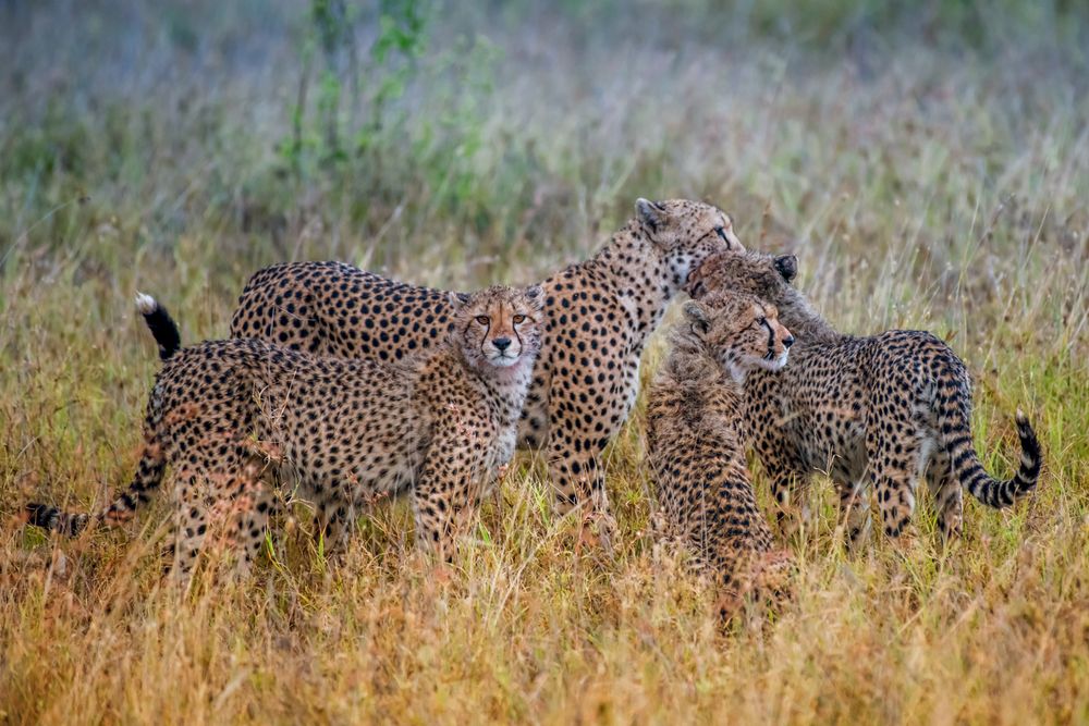 Cheetah Family Foto & Bild | africa, eastern africa, tiere Bilder auf ...