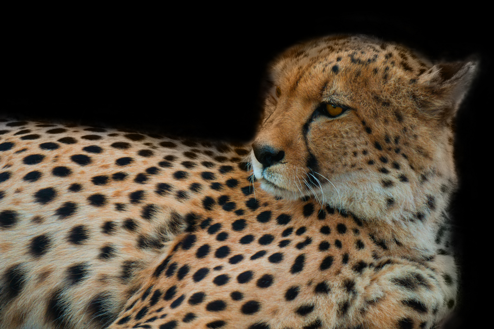 Cheetah Gebhard Foto & Bild | tiere, wildlife, wildlife: sonstige tiere ...