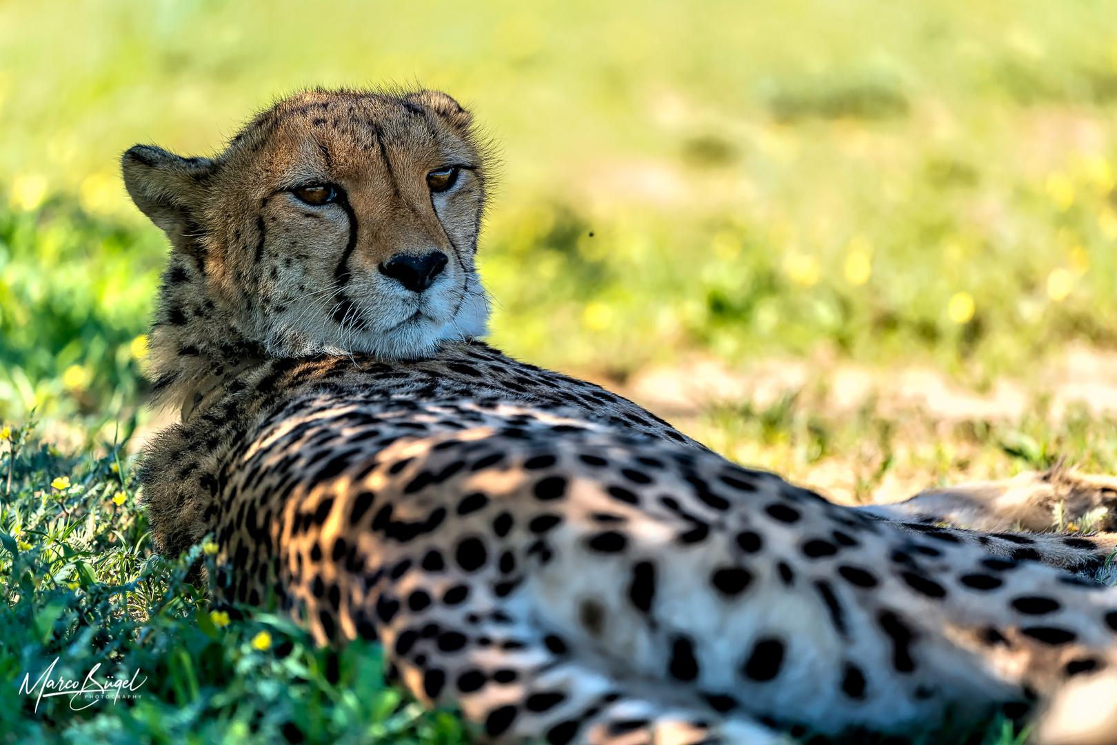 Cheetah in Namibia Foto & Bild | africa, southern africa, namibia ...