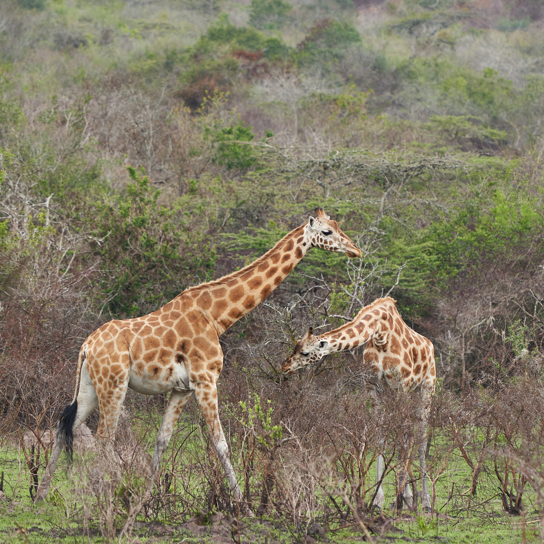Chef Giraffe Foto & Bild | africa, eastern africa, tiere Bilder auf ...