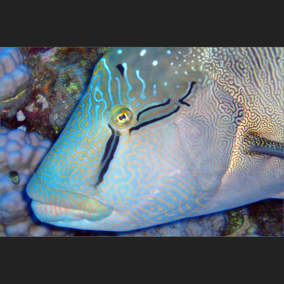 - CHEILINUS UNDULATUS - Foto & Bild | tiere, wildlife, fische Bilder ...