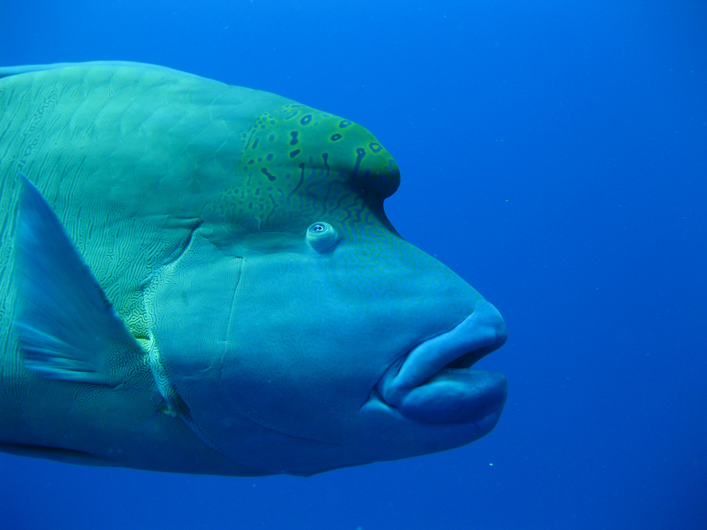 Cheilinus undulatus (Napoleon-Lippfisch) Foto & Bild | tiere, wildlife ...