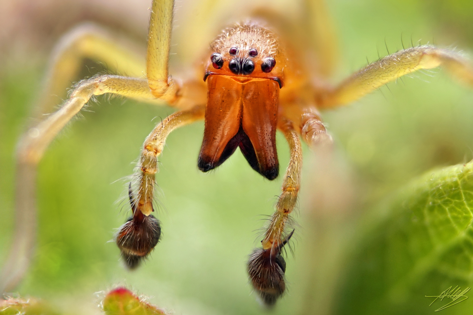 Cheiracanthium erraticum Männchen Foto & Bild | tiere, wildlife ...
