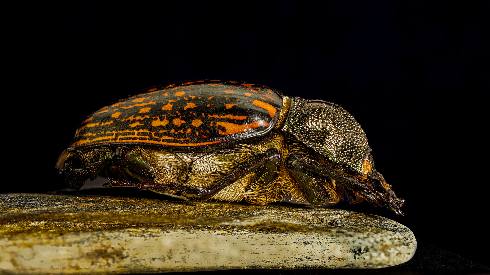 Cheirotonus battareli III Foto & Bild | nah- & makro, techniken ...