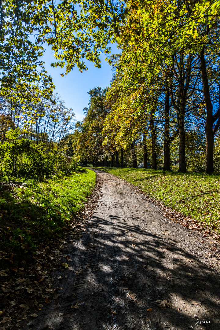 CHEMIN D'AUTOMNE photo et image | nature, chemin, automne Images ...