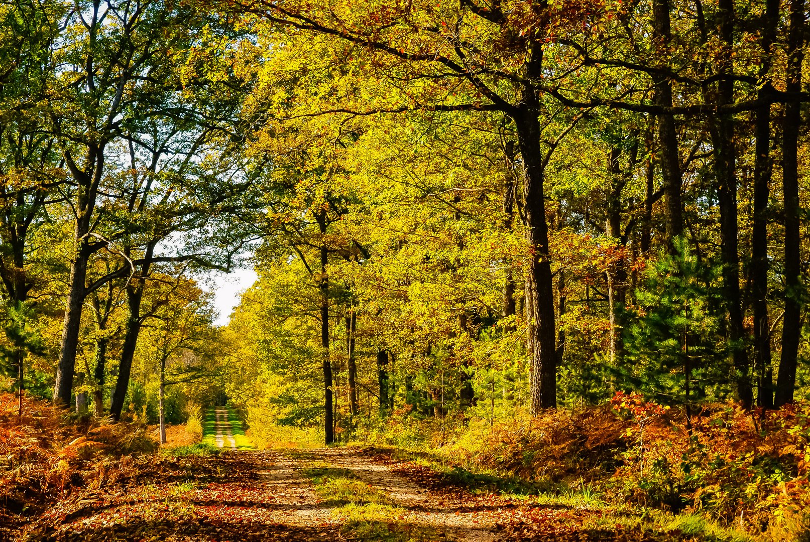 Chemin d'automne photo et image | europe, france, centre Images fotocommunity