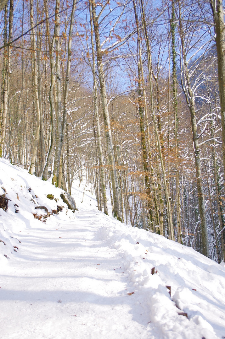 Chemin d'hivers photo et image | les saisons, hiver, neige Images ...