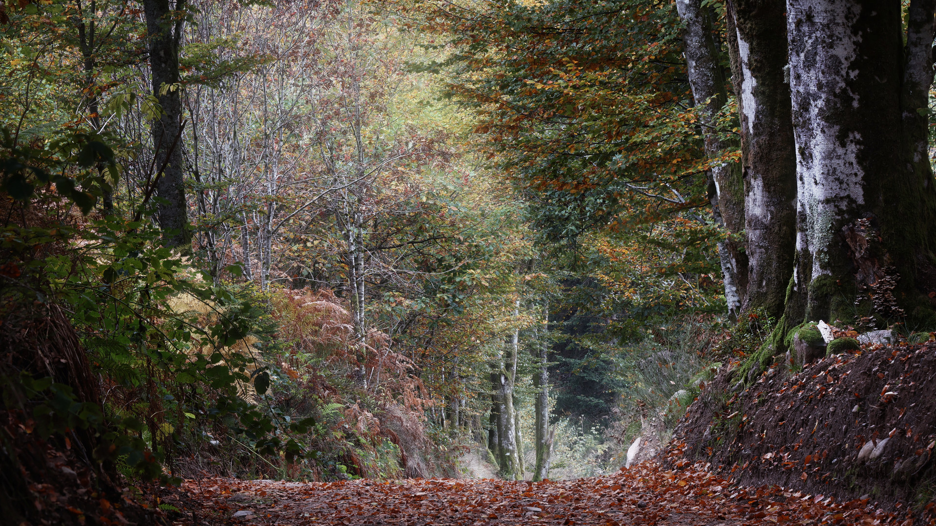 Chemin forestier photo et image | paysages, paysages de montagne, les ...