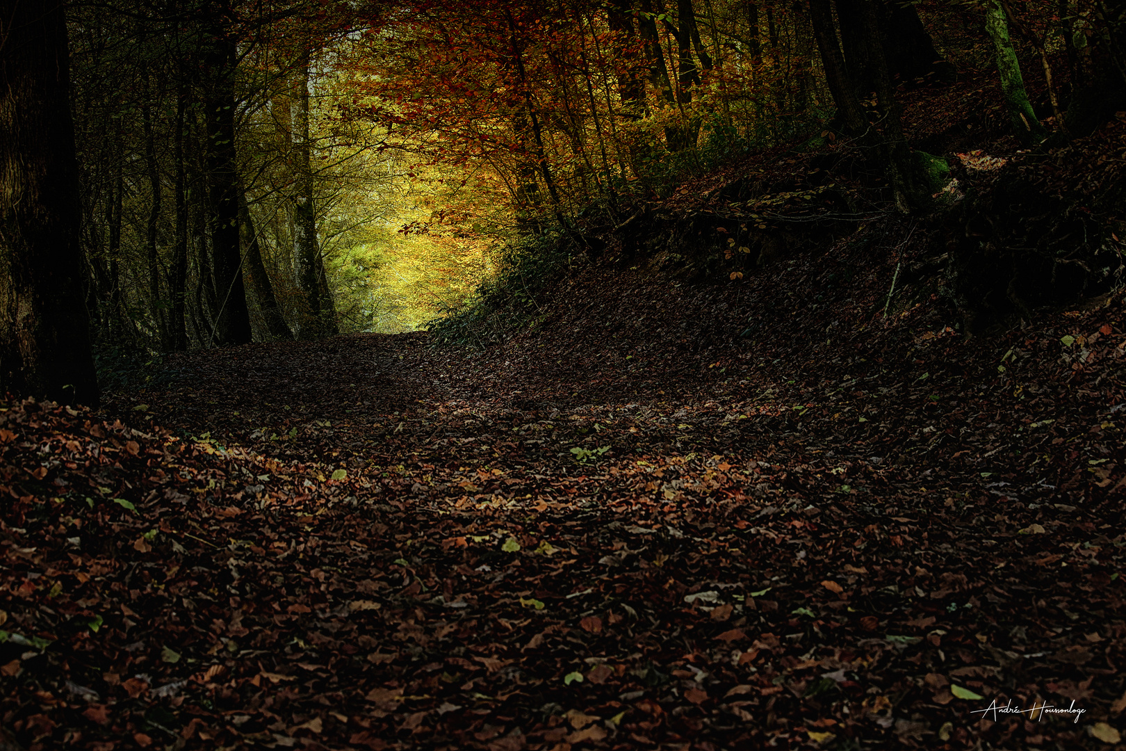 Chemin forestier photo et image | arbres, nature, paysages Images ...