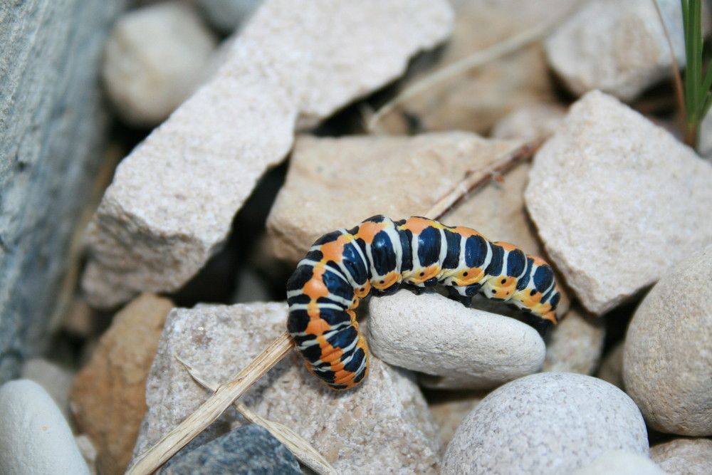 chenille photo et image | macro nature, macro insectes, nature Images ...