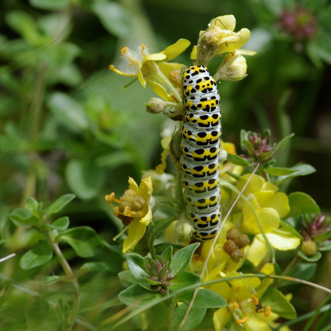 Chenille photo et image | animaux, insectes: papillons, nature Images ...