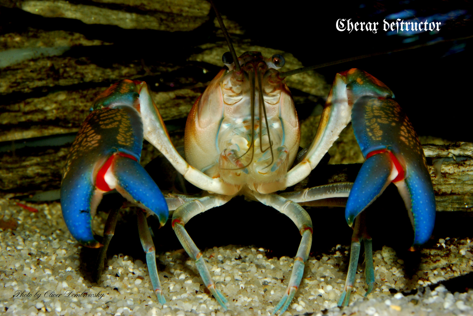 Cherax destructor Foto & Bild | natur, tiere, aquaristik Bilder auf ...