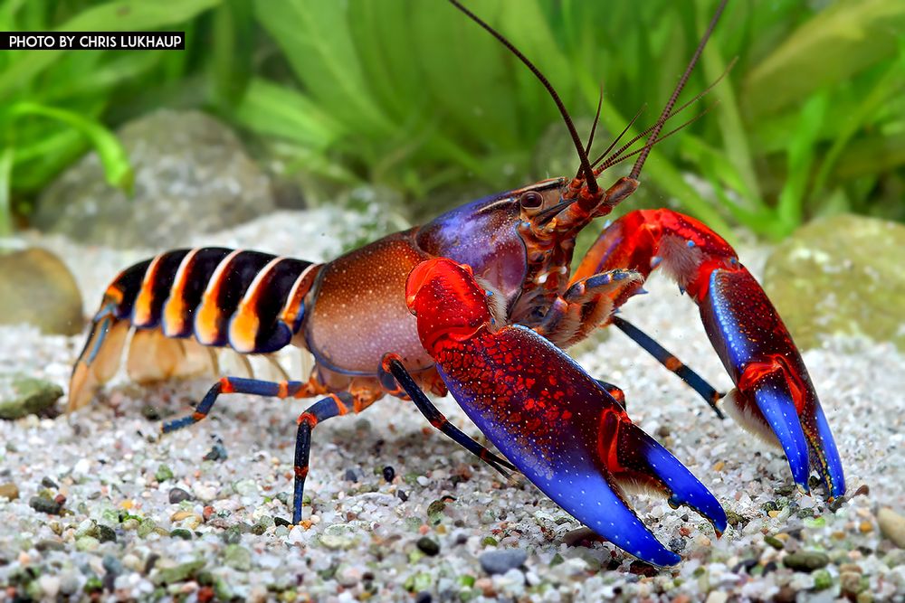 Cherax peknyi Foto & Bild | natur, see, fluss Bilder auf fotocommunity