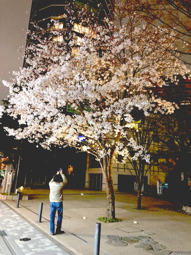 Cherry blossom in Tokyo Foto & Bild | frühling, blüte Bilder auf ...